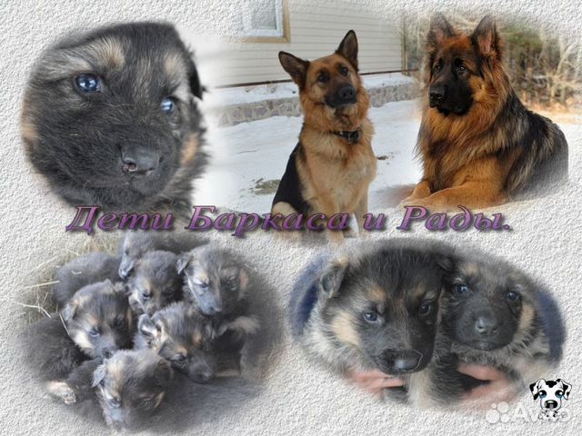 Щенки немецкой овчарки