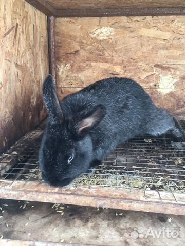 Кролики 8 месяцев
