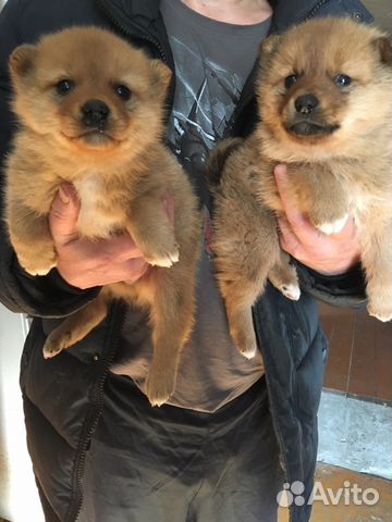 Щенок лайки карело-финской