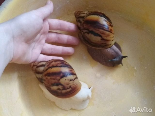 Архахатины подростки