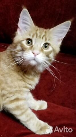 Котик мейн-кун