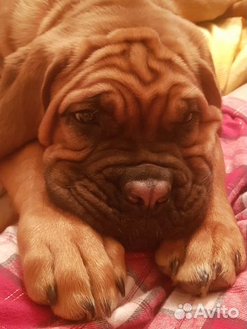 Бордосский дог