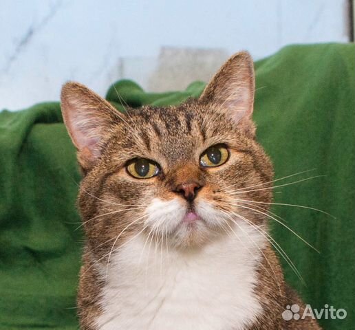 Степенная полосатая кошка Дора, кантри-стайл