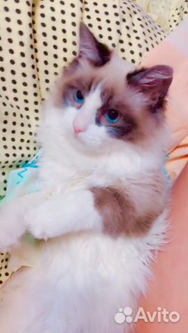 Mалыш Ragdoll