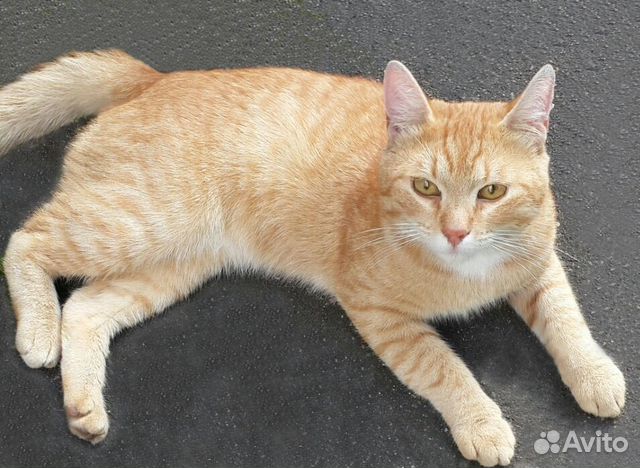 Я был экспериментом, но не справился