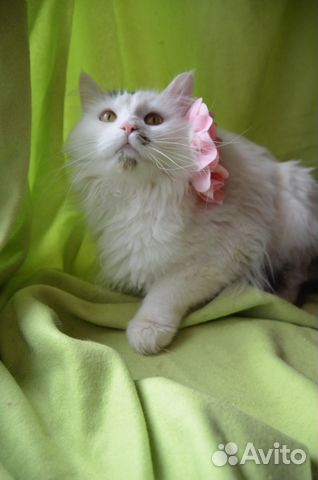 Кошка Белла