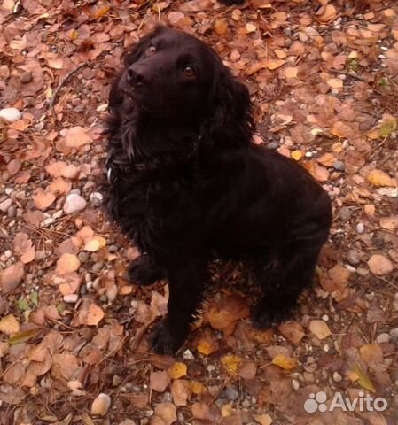 Русский спаниель. Вязка