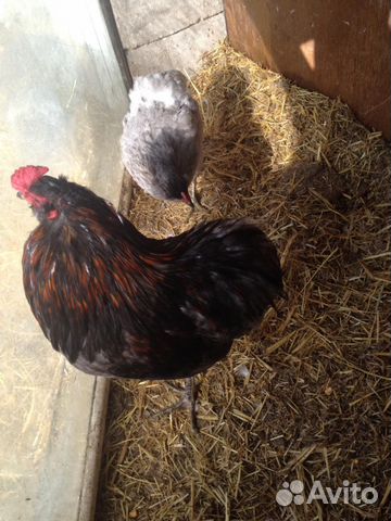 Куры породы Араукан