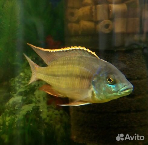 Хаплохромис Боадзулу