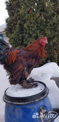 Брама куропатчатая