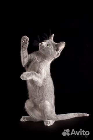 Русская голубая малышка