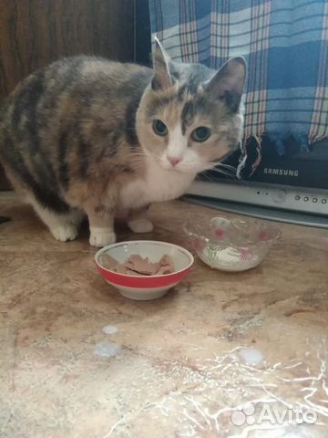 Кошечка ищет дом