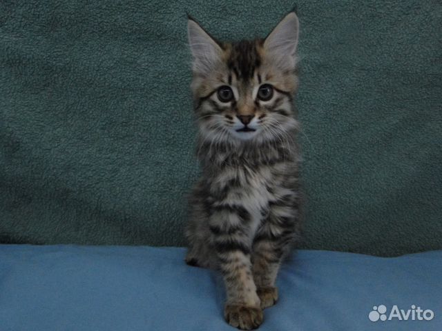Котята Курильского бобтейла