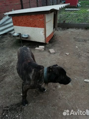 Отдам кобель Кане Корсо