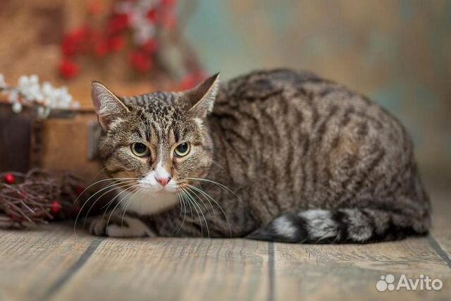 Стеша - полосатая "пацанка"в хорошие руки