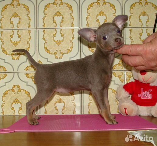 Перспективная девочка лиловая с родословной FCI