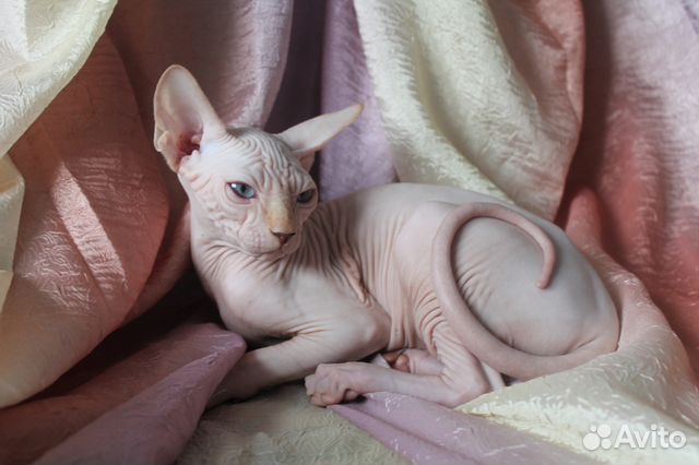 Голубоглазое счастье