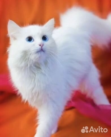 Белая малышка ищет ручки