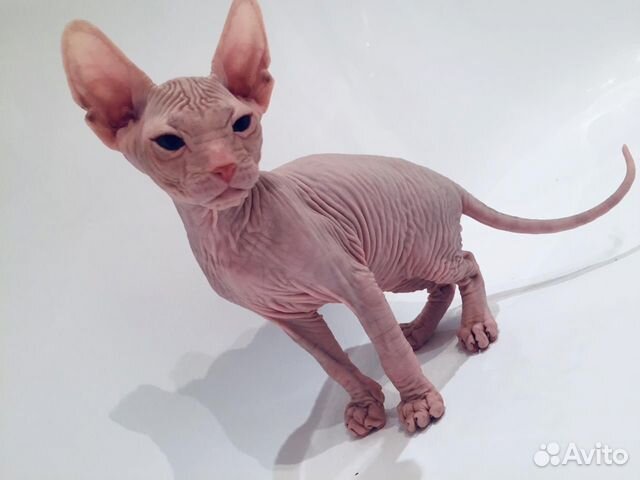 Донской сфинкс