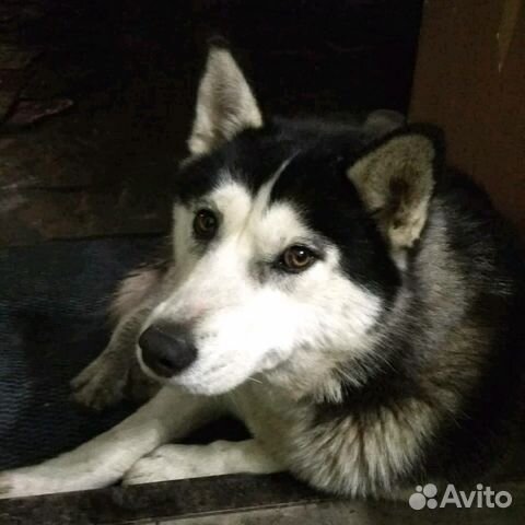 Найдена хаски