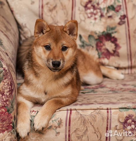 Щенок сиба - ину (мальчик - подросток)