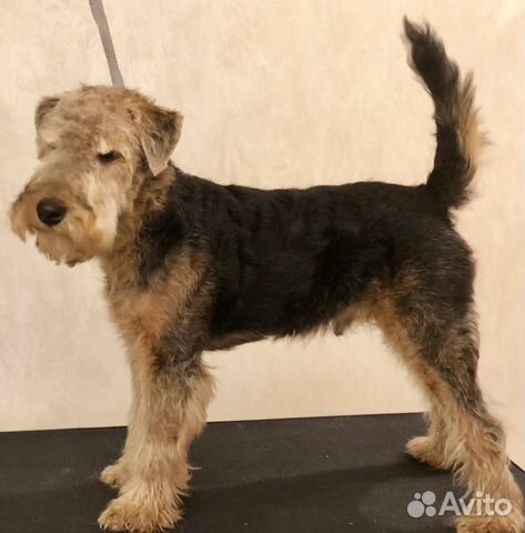 Щенок вельштерьера