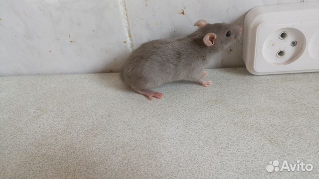 Декоративные крысы