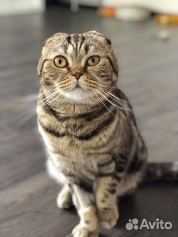 Шотландская