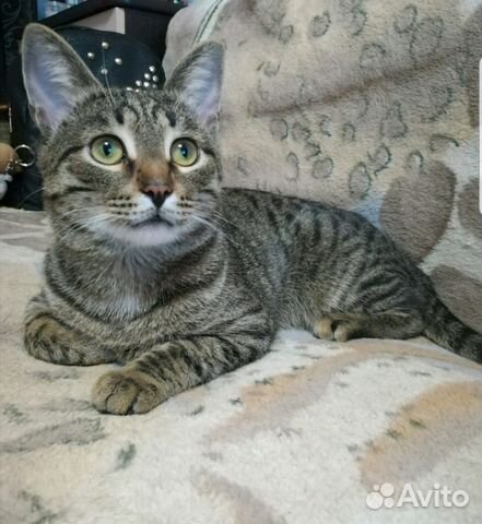 Котик в добрые руки