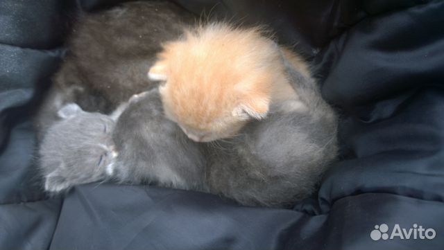Котятки в добрые руки