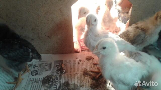 Продам цыплят