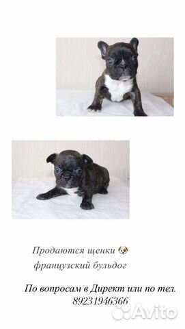 Французский бульдог