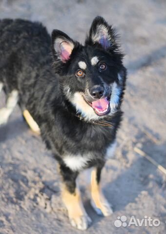 Мини-овчарочка Лапочка