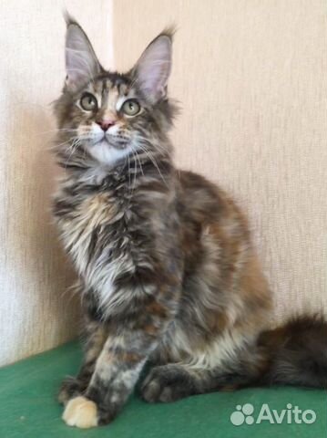 Котята из питомника