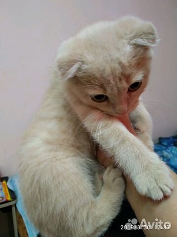 Вислоухий котёнок