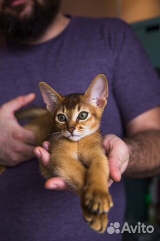 Абиссинский котенок от чемпионов