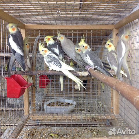 Птенцы попугаев корелла