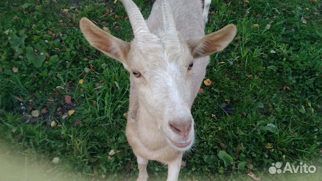 Молочные козы