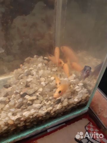 Мальки красной зебры