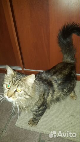 Кот ищет хозяев