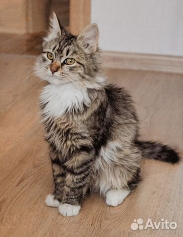 Котенок в добрые руки