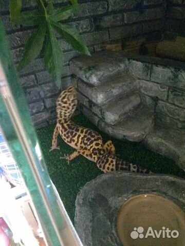 Эублефар с террариумом