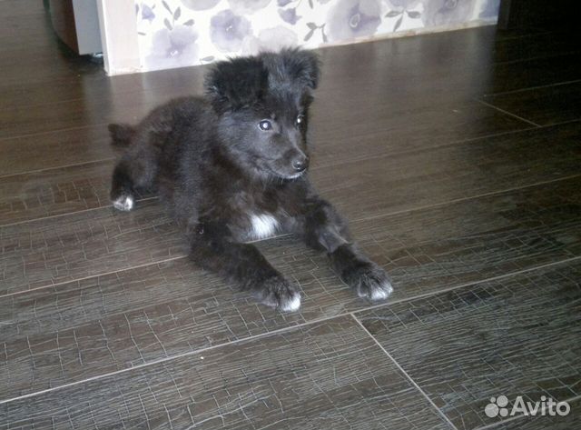 Щенка от метиса ховаварта в дар