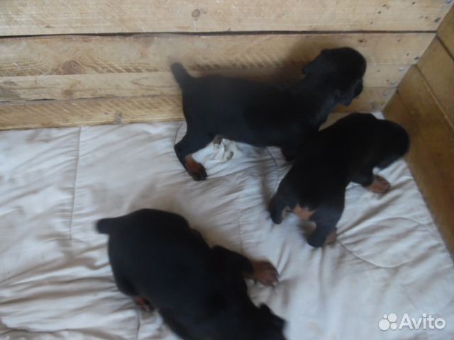 Доберман мальчик