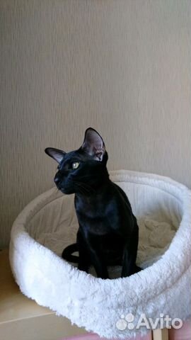 Ориентальная девочка черного окраса