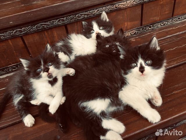 Котята