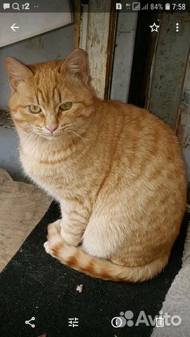 Рыжий кот потерялся в руки ге даётся просьба кто у