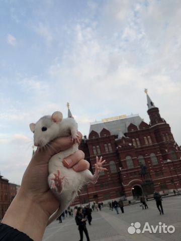 Крыска