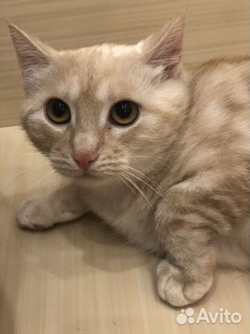 В добрые руки котёнок