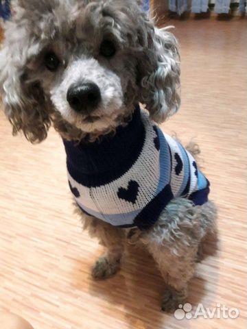 Кобель для вязки